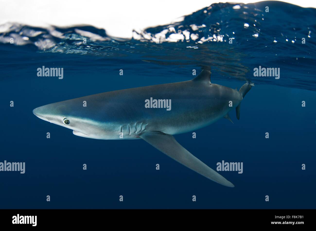 Shark side view hi-res stock photography and images - Alamy