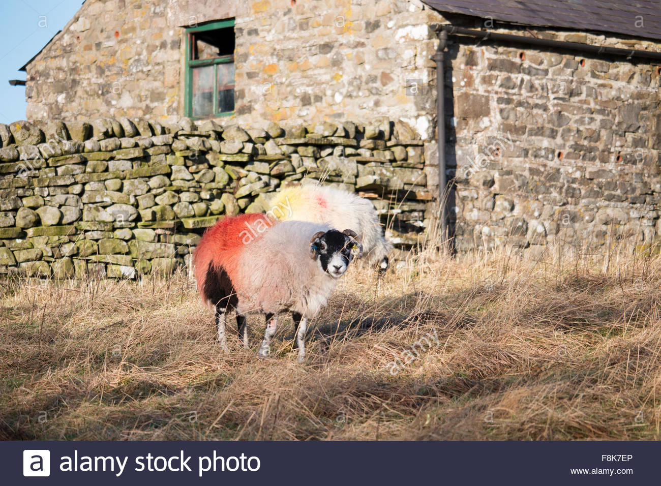 Sheep Bum Stock Photos & Sheep Bum Stock Images - Alamy