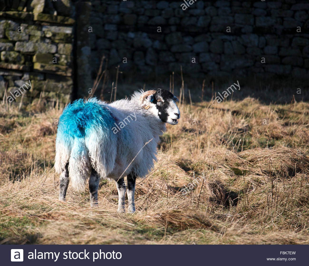 Sheep Bum Stock Photos & Sheep Bum Stock Images - Alamy