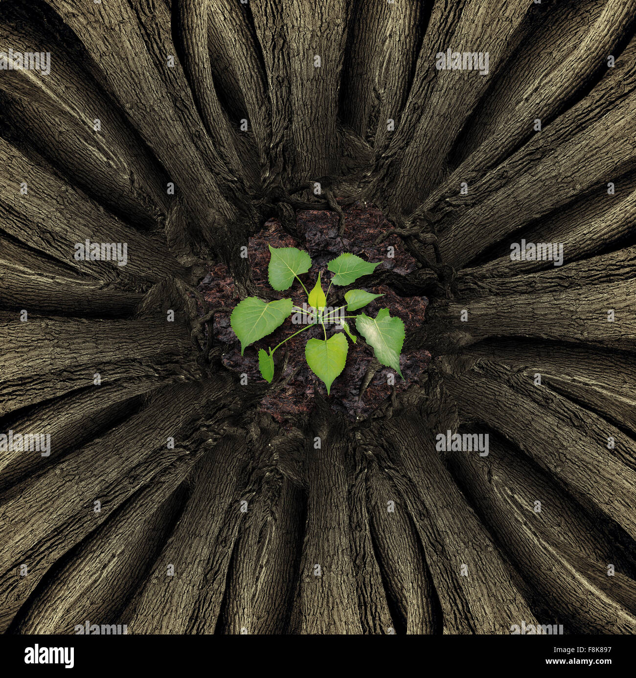 Ignored concept as a group of tall trees growing around a small young ...