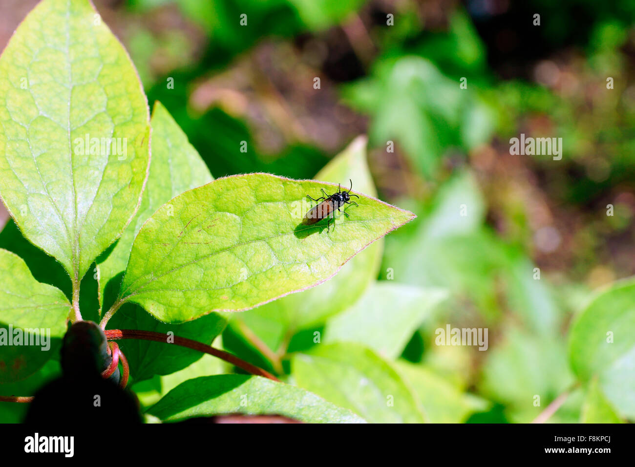 Dung fly with prey hi-res stock photography and images - Alamy