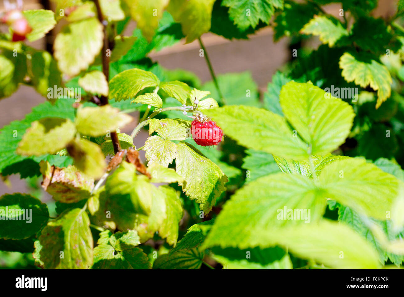 Raspberry cultivars hi-res stock photography and images - Alamy