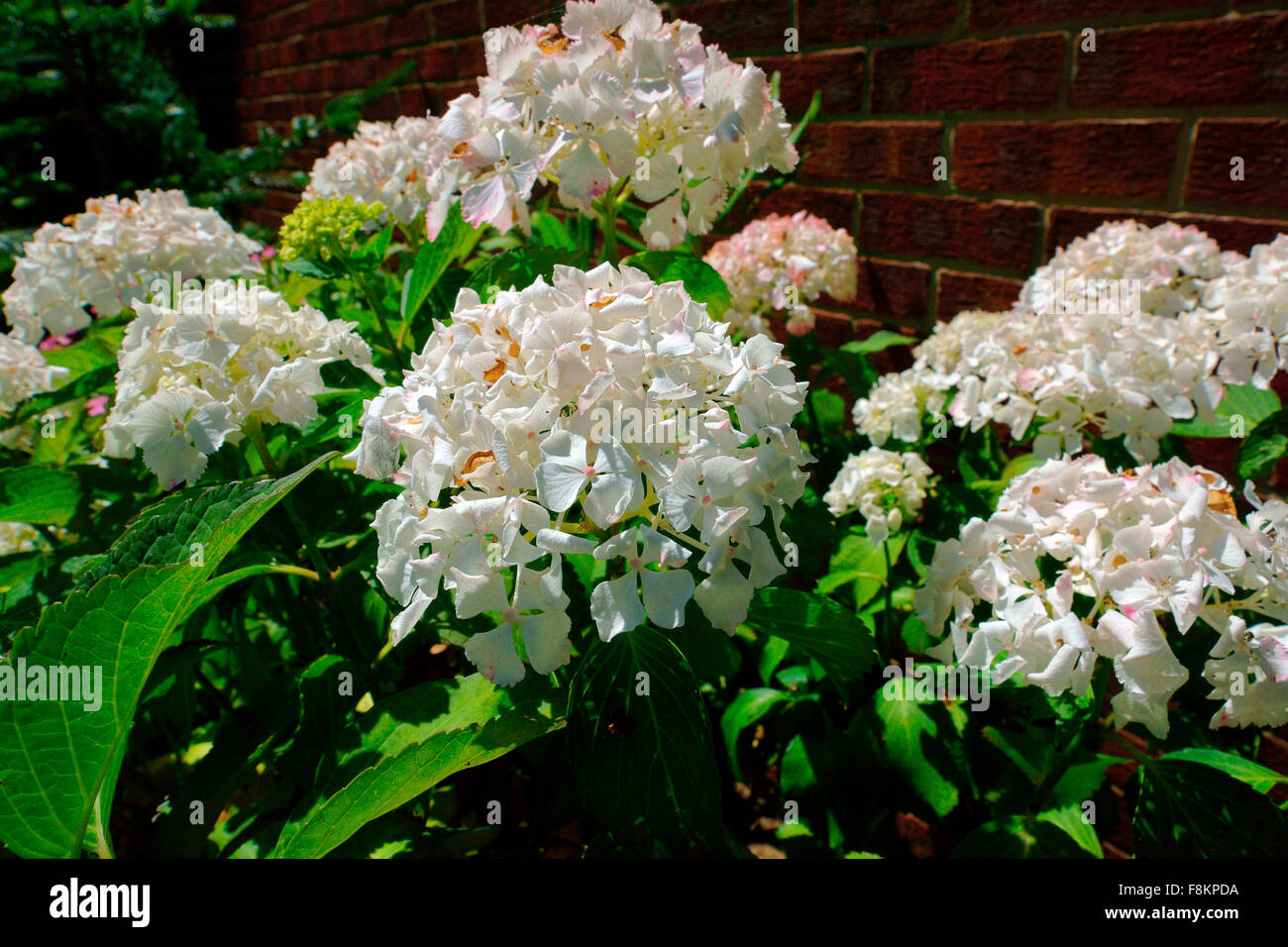 HYDRANGEA IN FULL BLOOM Stock Photo - Alamy