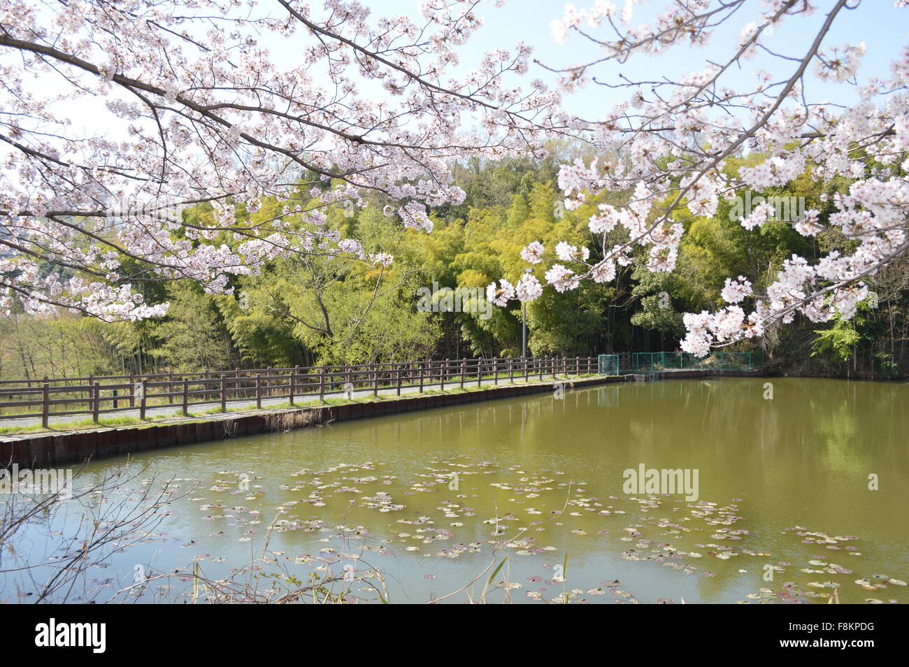 Cherry blossom flower tree near a pond with beautiful greenery around ...