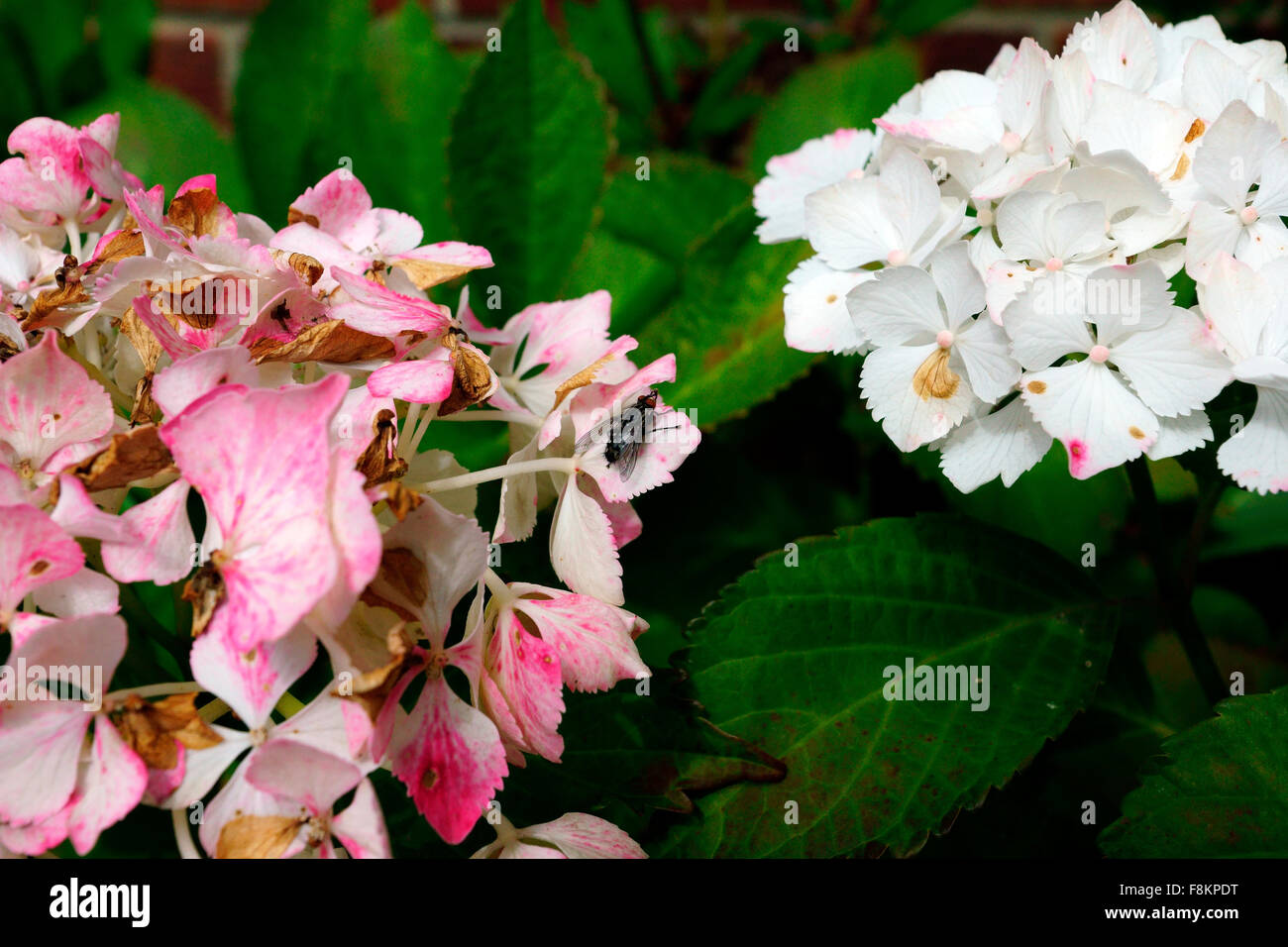HYDRANGEA WITH HOUSE FLY Stock Photo - Alamy