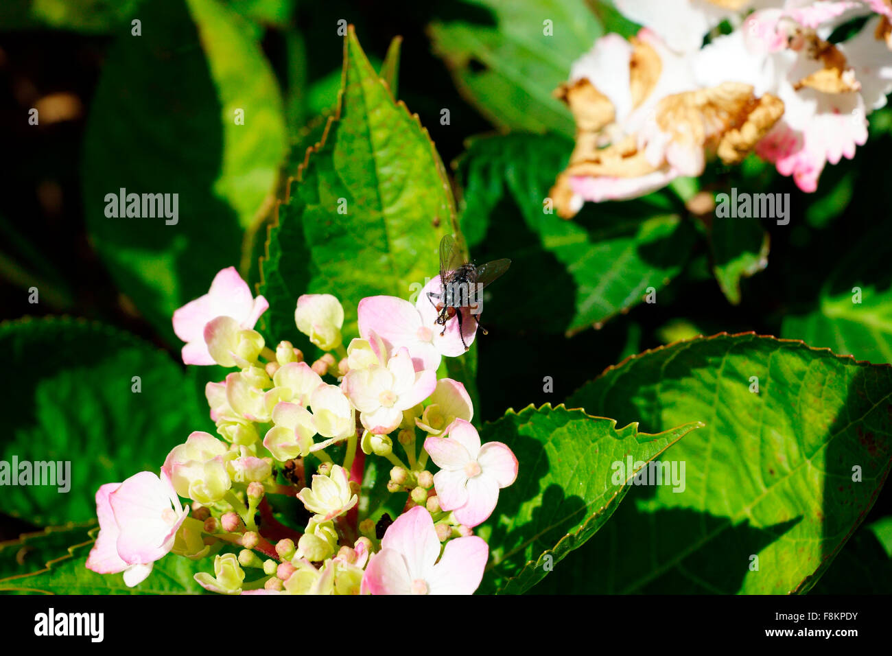 HOUSE FLY ON A HYDRANGEA FLOWER Stock Photo - Alamy