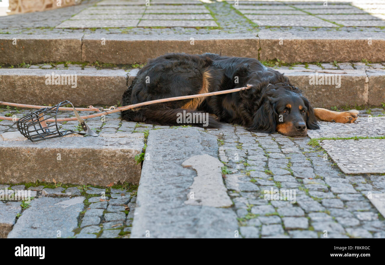 Sad Gordon Setter on a leash lying on the steps outdoor near the muzzle ...
