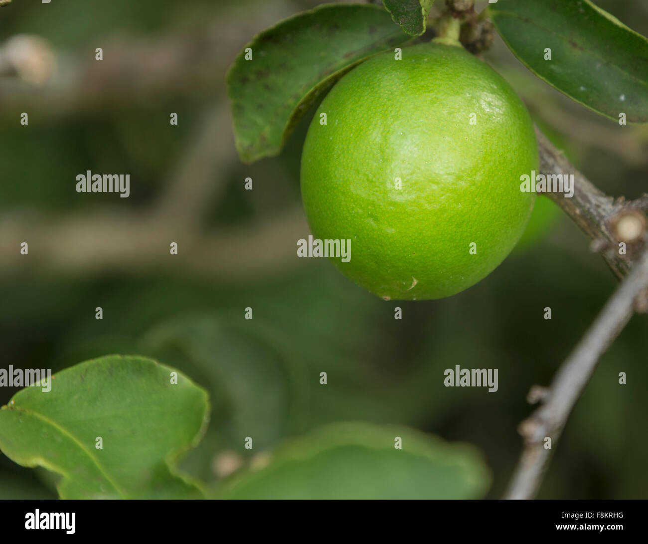 Persian or Tahitian Lime fruit growing on tree in plantation in Kauai ...