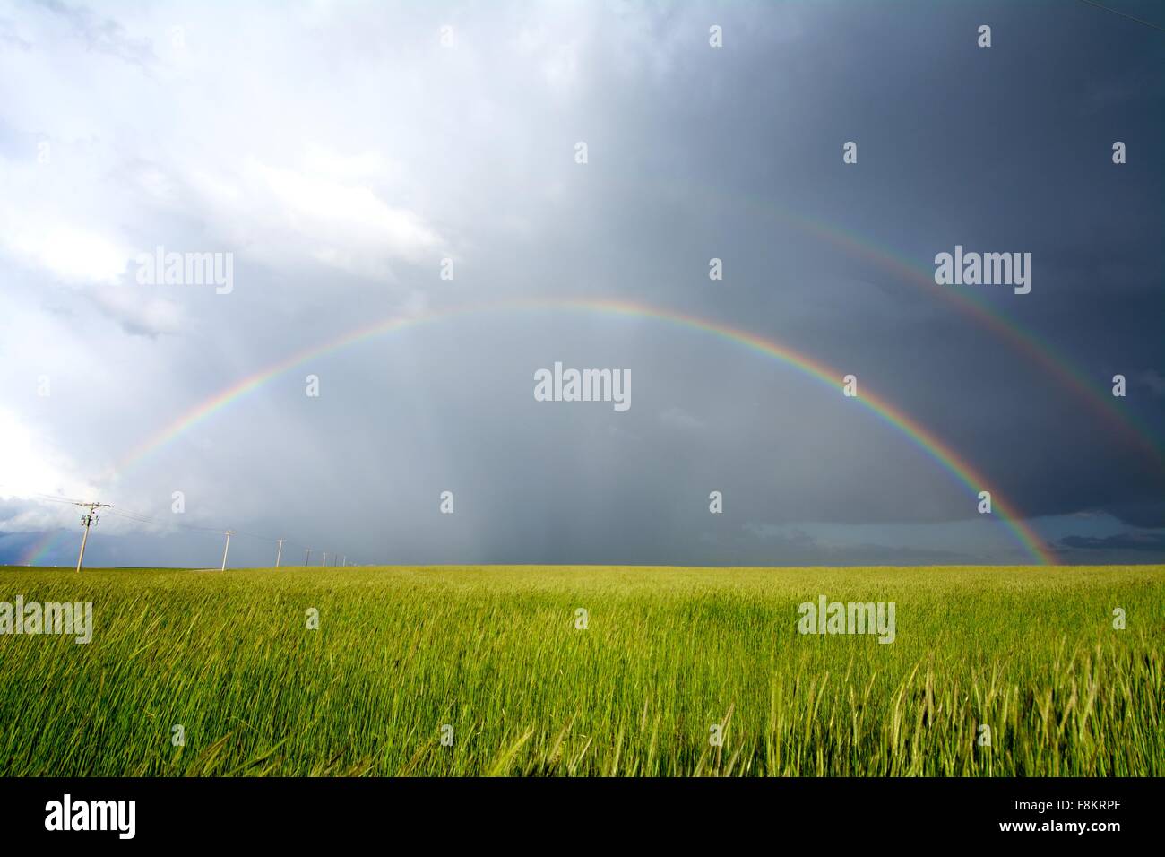 Double rainbow created by storm over wheatfield, Vona, Colorado, USA ...