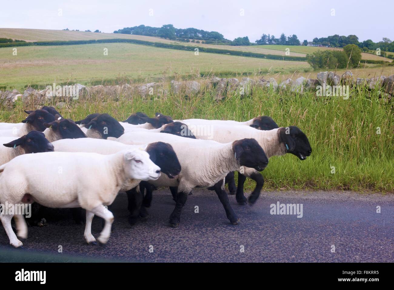 Side view of sheep on rural road, Cumbria, UK Stock Photo - Alamy