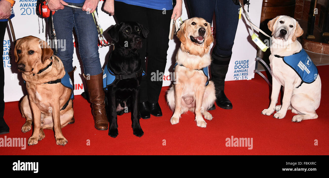 London, UK. Guide dog puppies at The Guide Dog of the Year Awards at ...