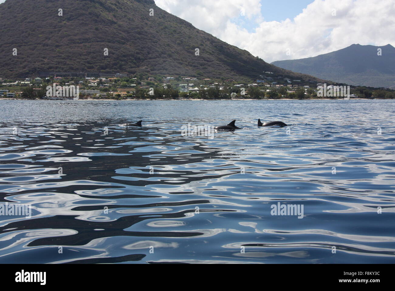 Mauritius, Tamarin Bay. Swimming with the dolphins Stock Photo - Alamy