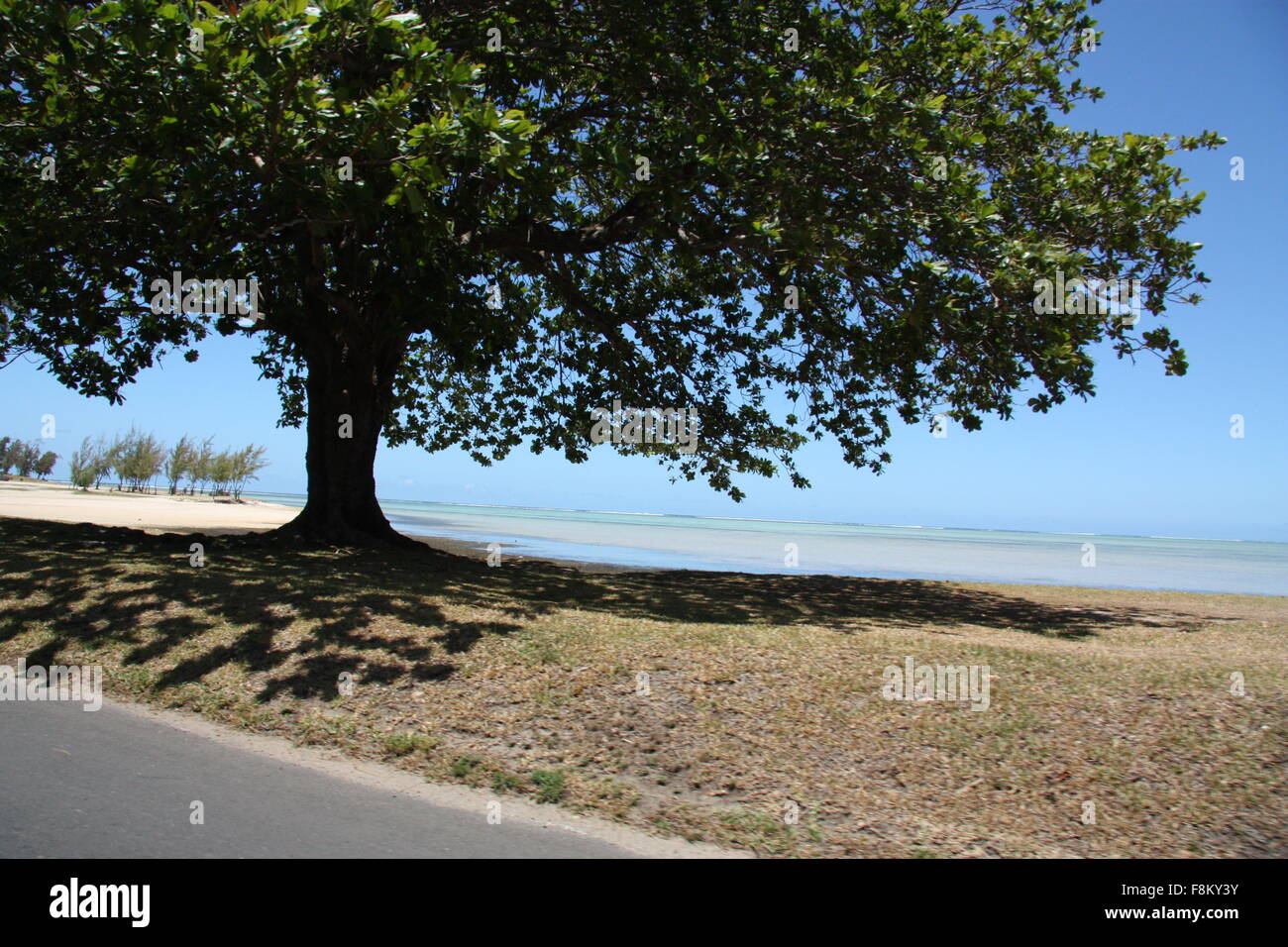 The tree on the beach Stock Photo - Alamy