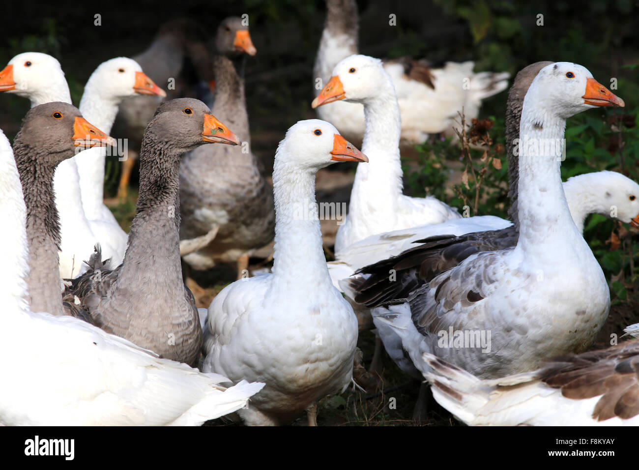Flock of goose looking around on poultry farm Stock Photo - Alamy
