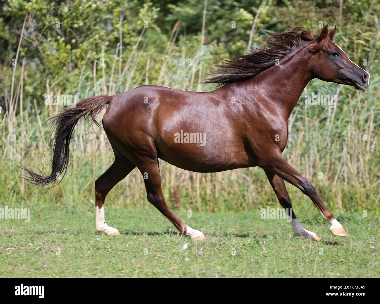 Horse galloping hi-res stock photography and images - Alamy