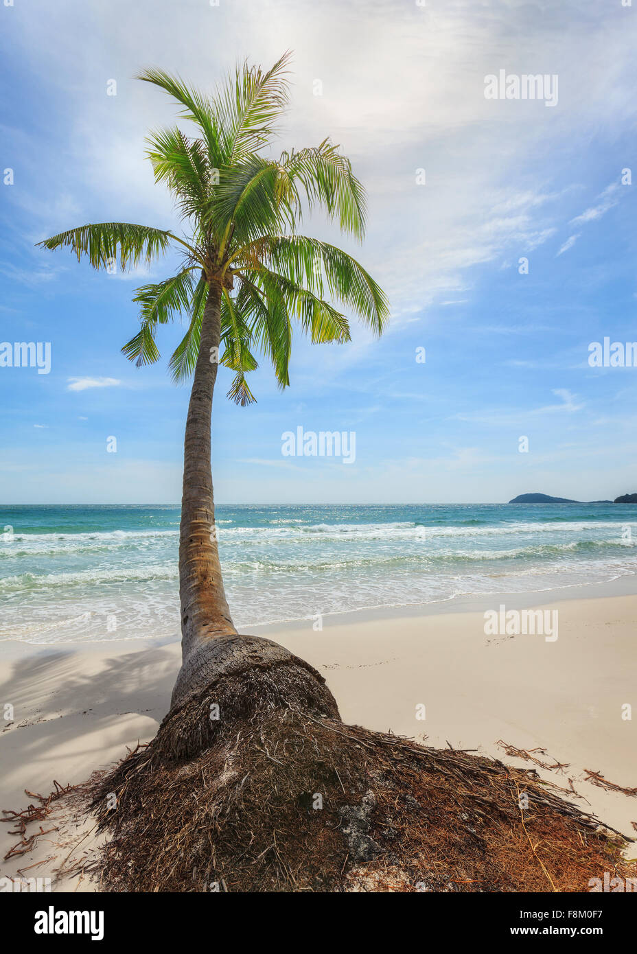 palm tree on the beach Stock Photo - Alamy
