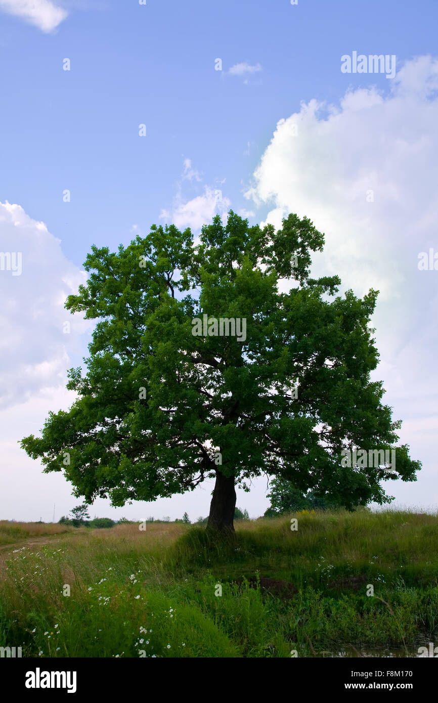 Individual oak tree hi-res stock photography and images - Alamy