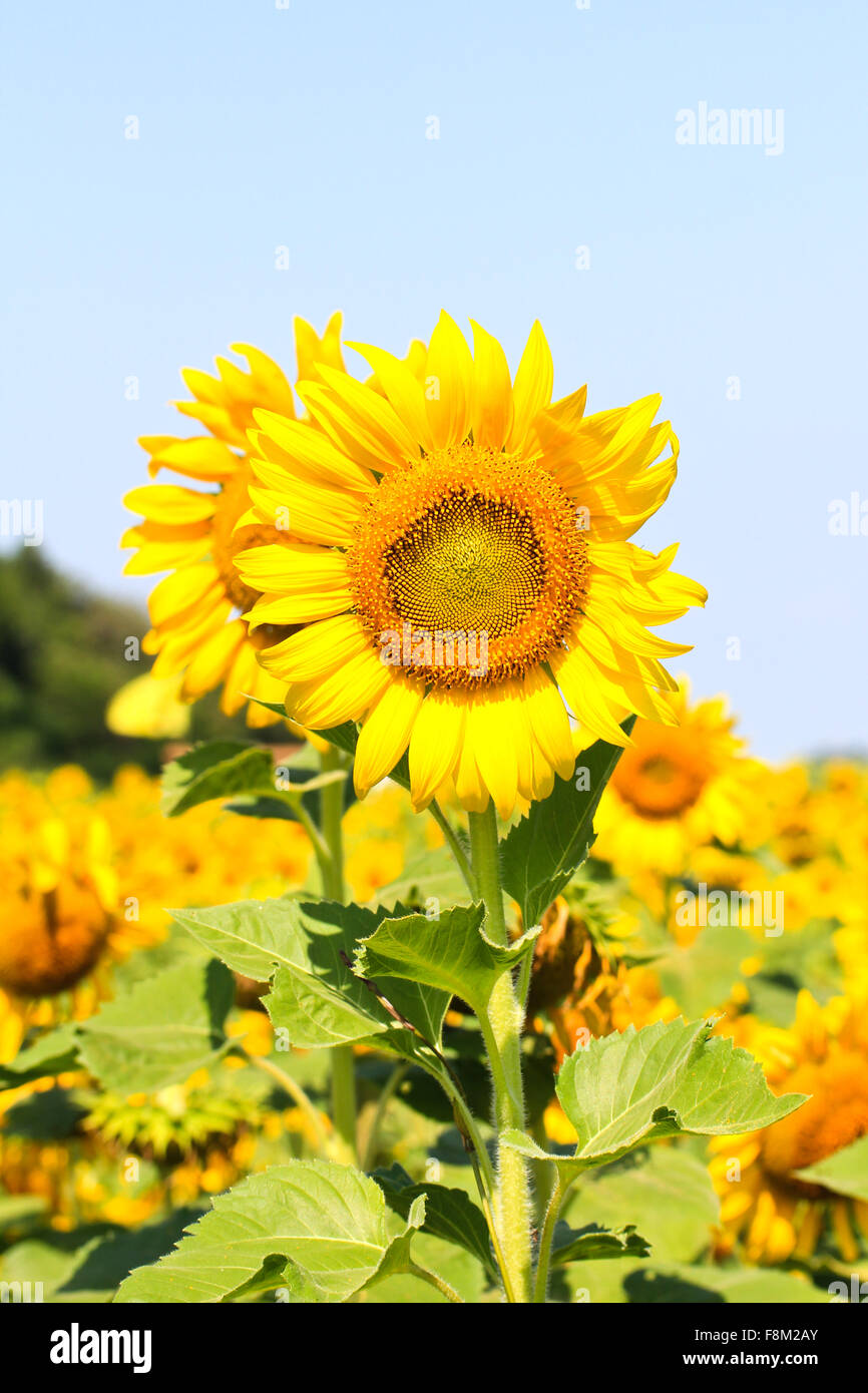 Beautiful sunflower garden field hi-res stock photography and images ...