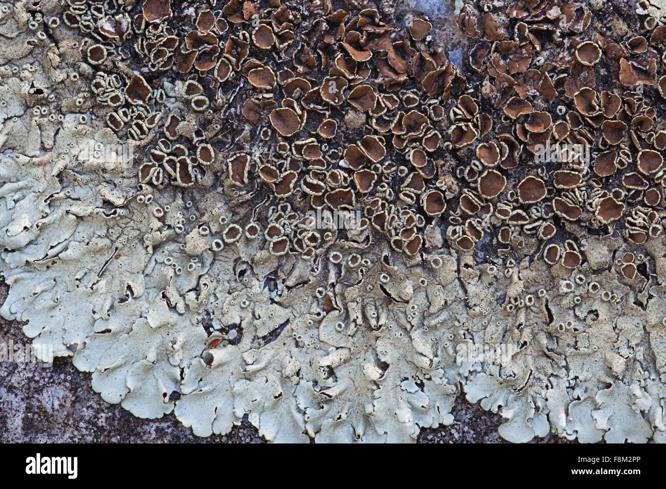 Apothecia hi-res stock photography and images - Alamy