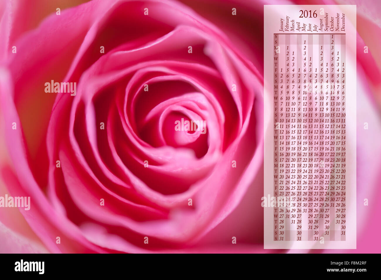 Pink rose flower petals calendar 2016, soft focus flower in wedding ...