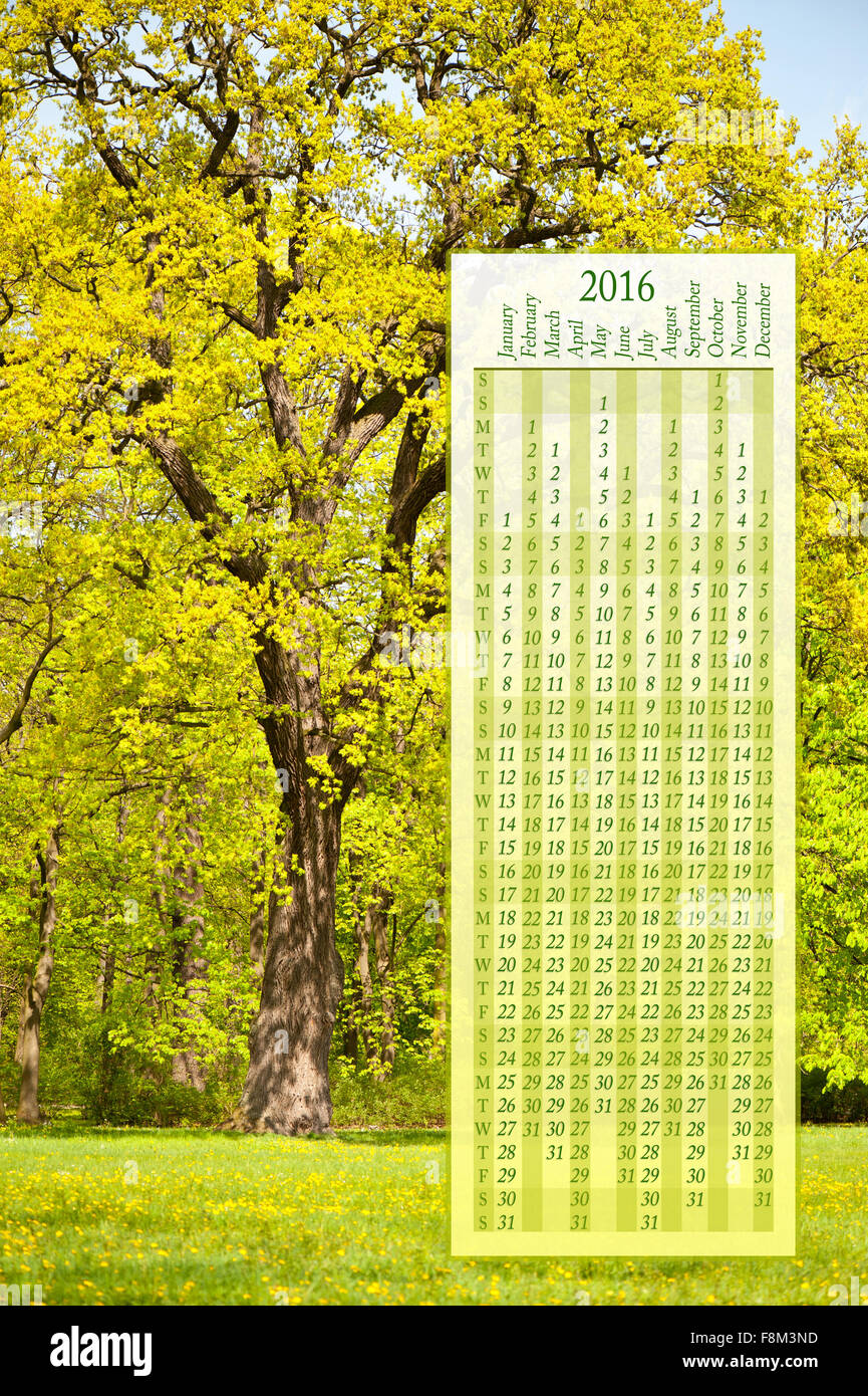 Vibrant green spring tree in the park, large oak tree starts sprouting ...