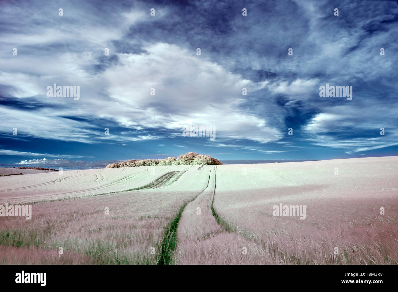 Surreal false color infrared Summer landscape over agricultural fields ...