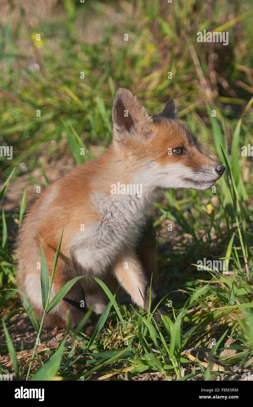 Young red fox Stock Photo - Alamy