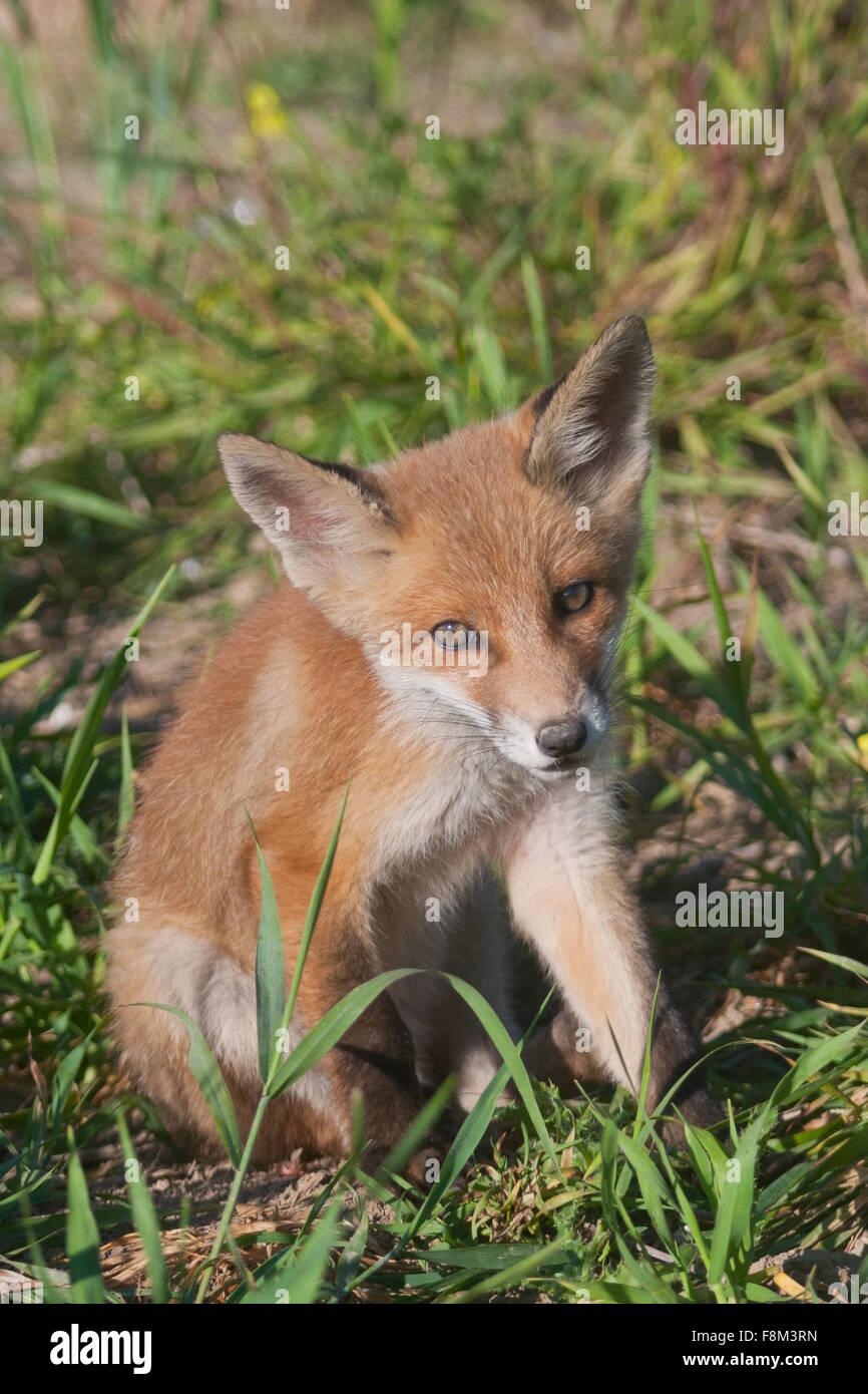 Young red fox hi-res stock photography and images - Alamy