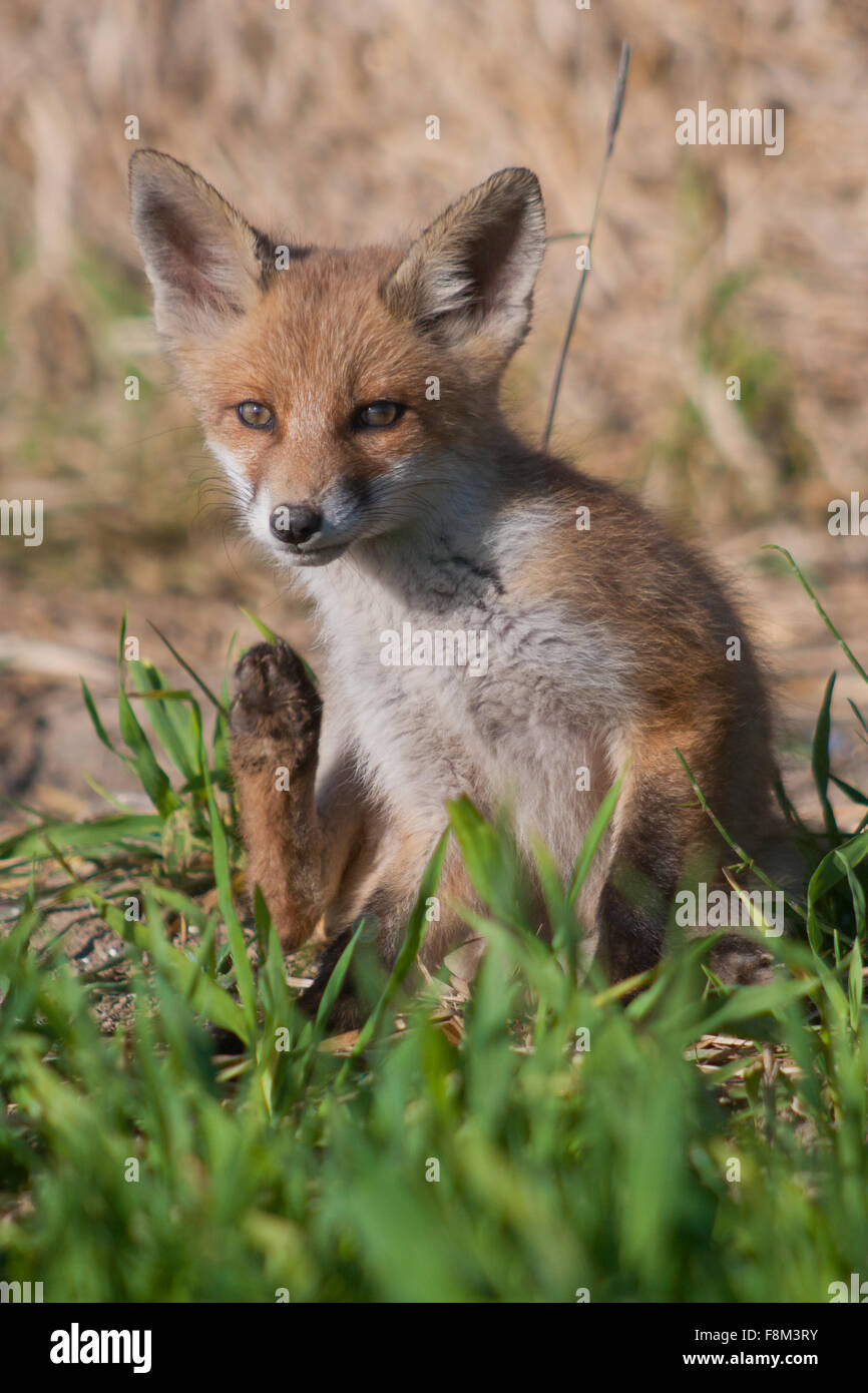 Young red fox Stock Photo - Alamy