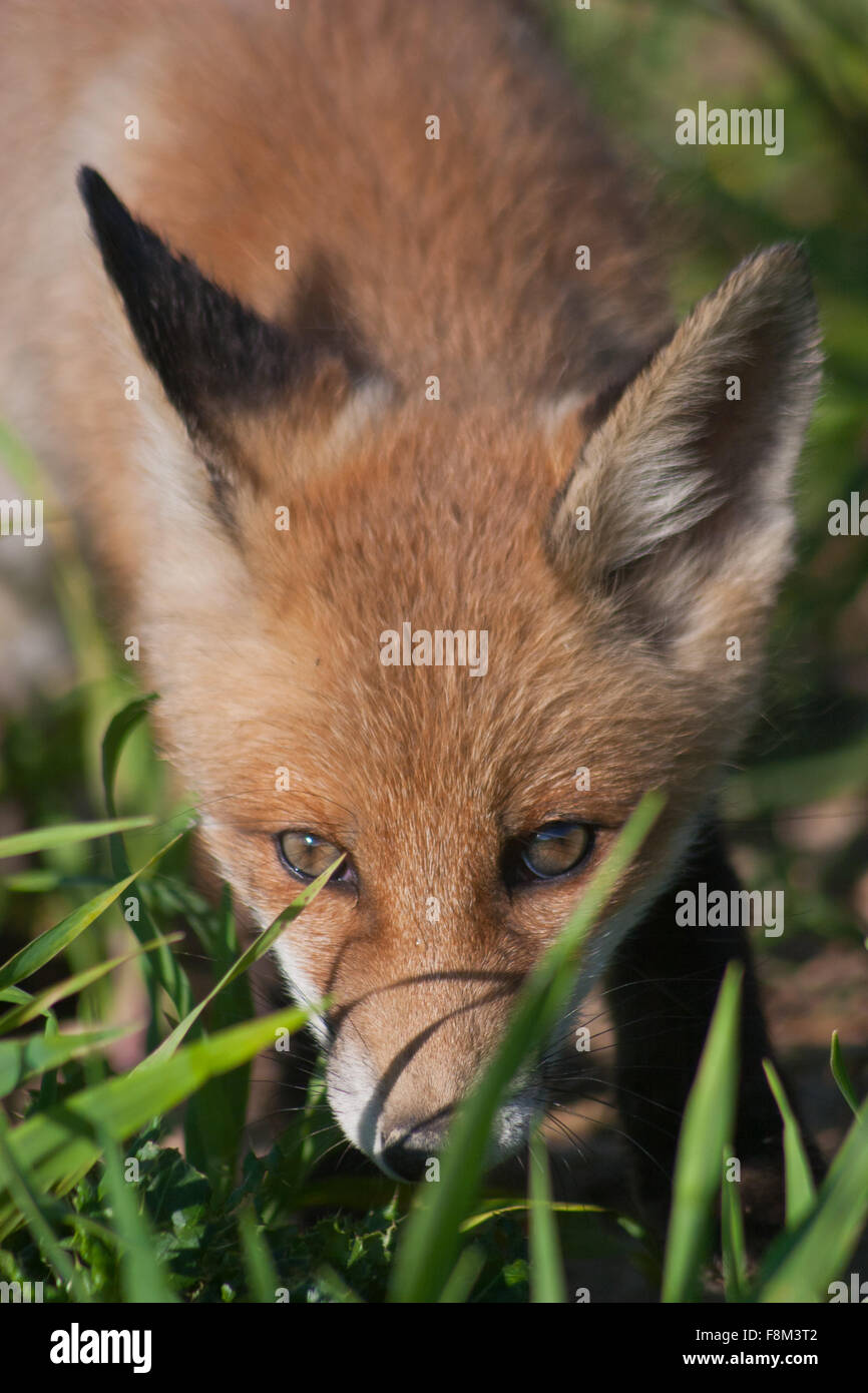 Young red fox Stock Photo - Alamy