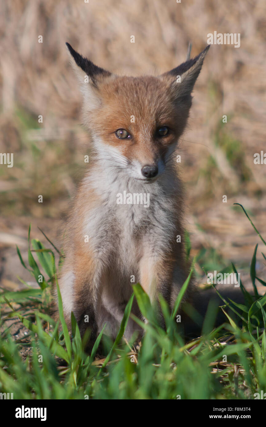Young red fox Stock Photo - Alamy