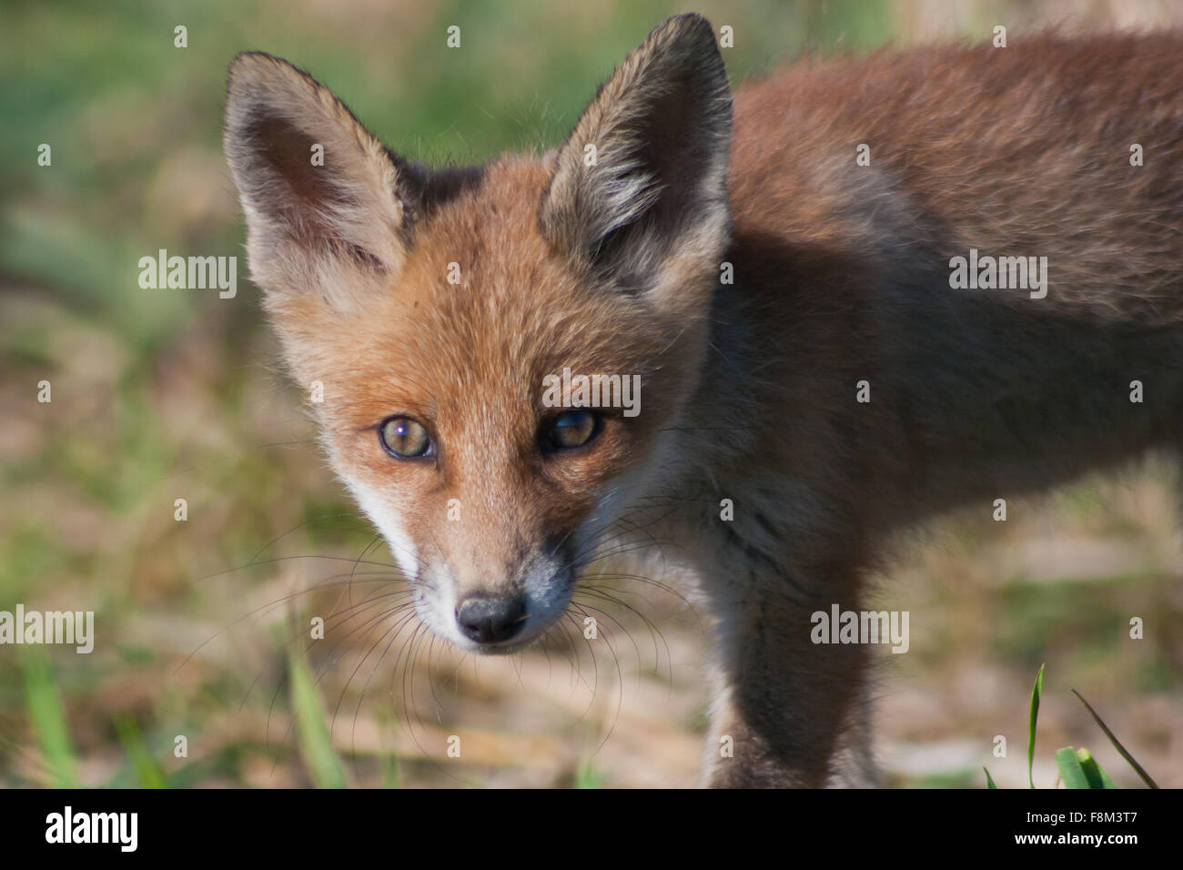 Young red fox Stock Photo - Alamy