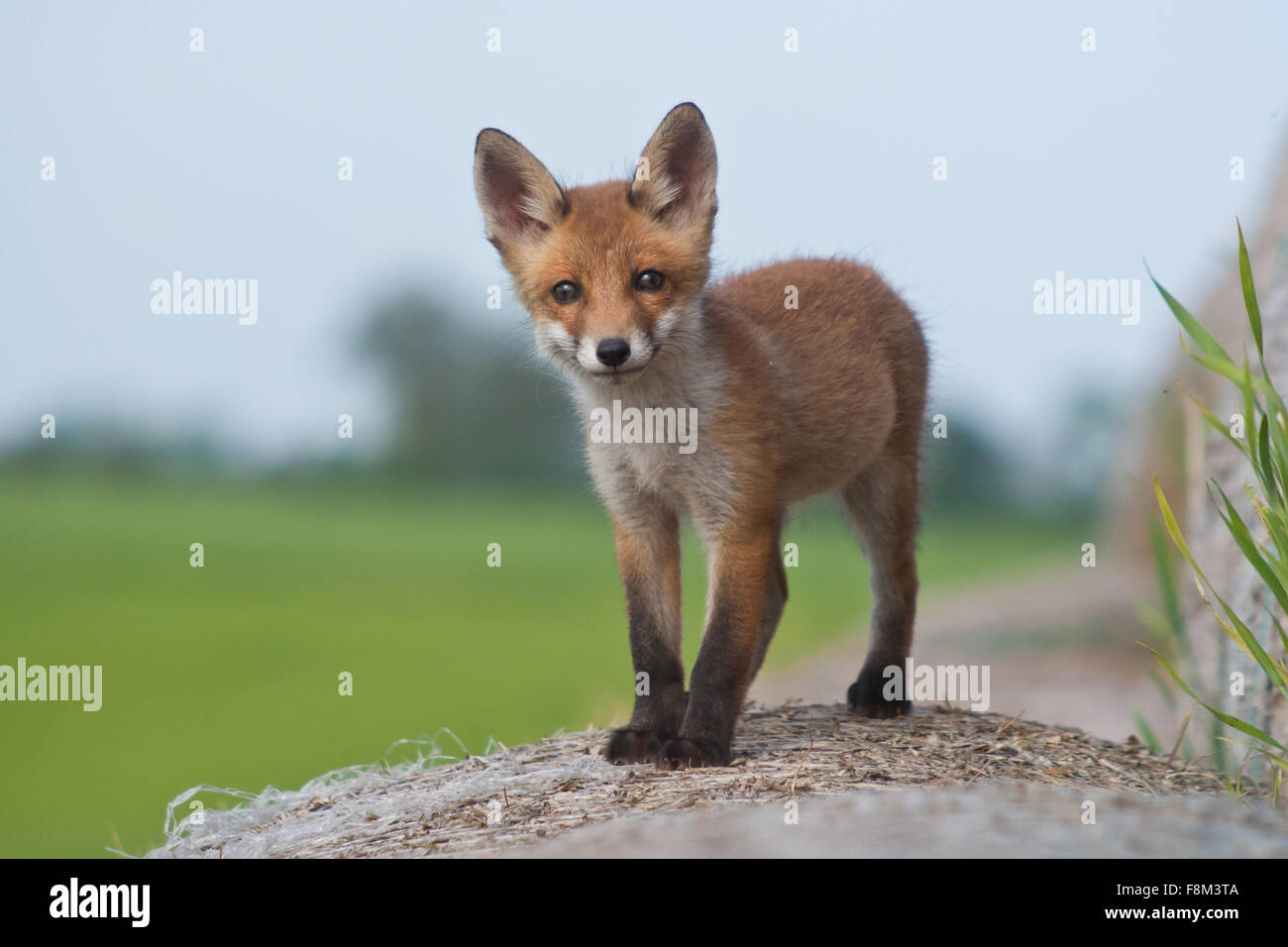 Young red fox Stock Photo - Alamy
