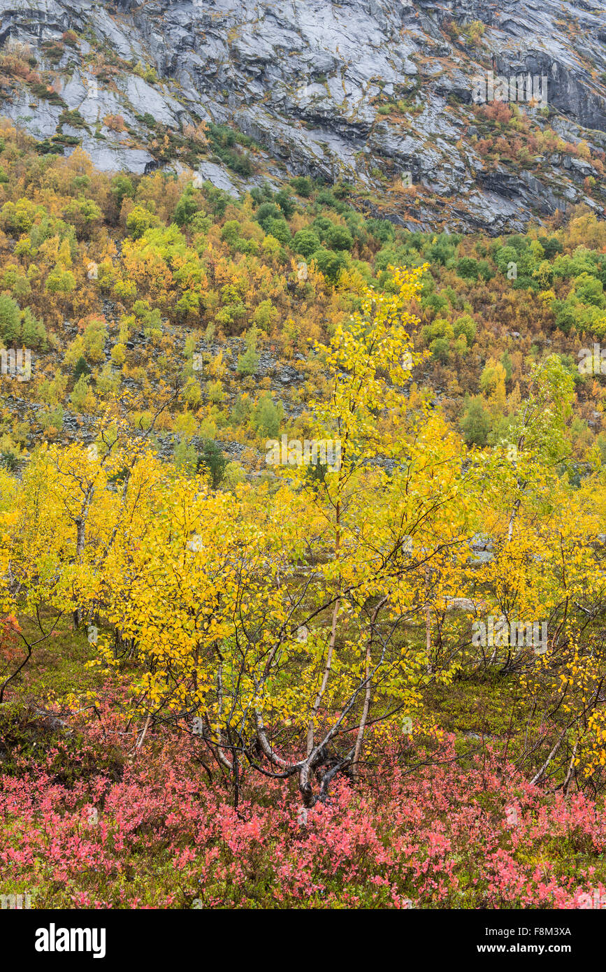 Fall colors in Norway Stock Photo - Alamy