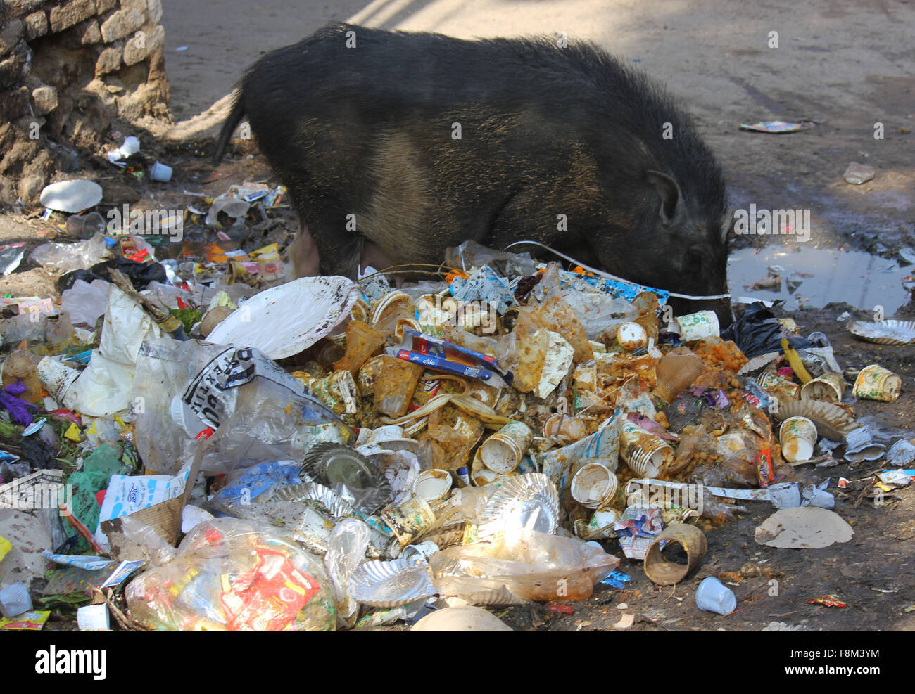 Pig eating rubbish in india hi-res stock photography and images - Alamy