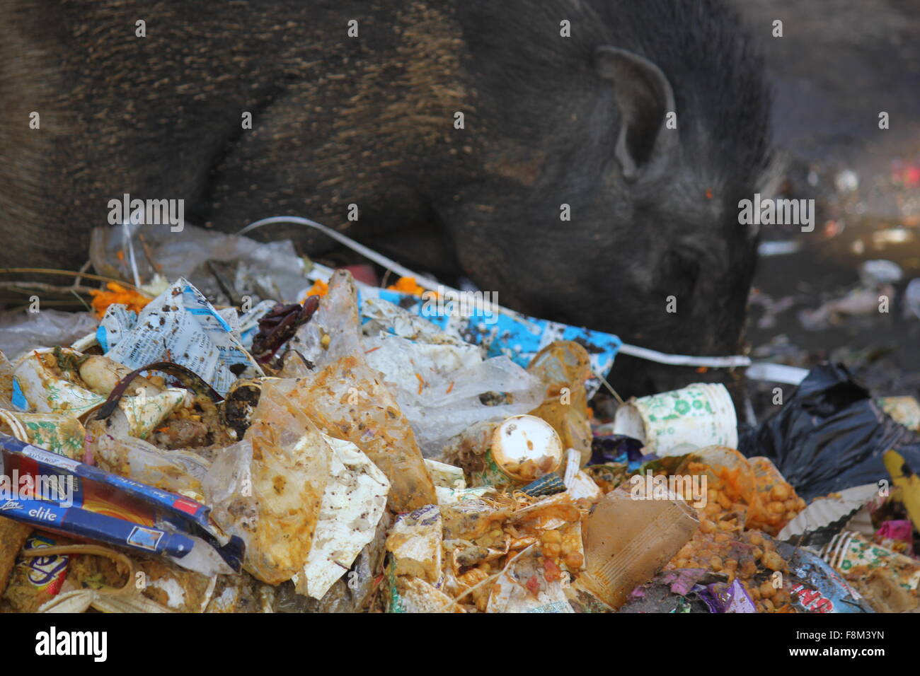 Pig eating rubbish in indian hi-res stock photography and images - Alamy