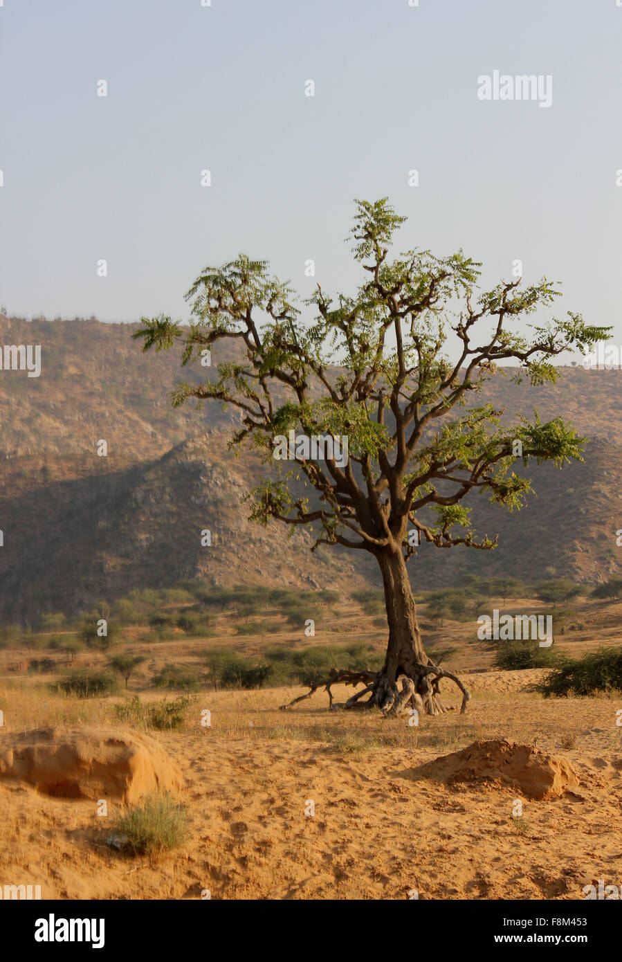 Particular tree with branches and roots out in the desert of Rajasthan ...
