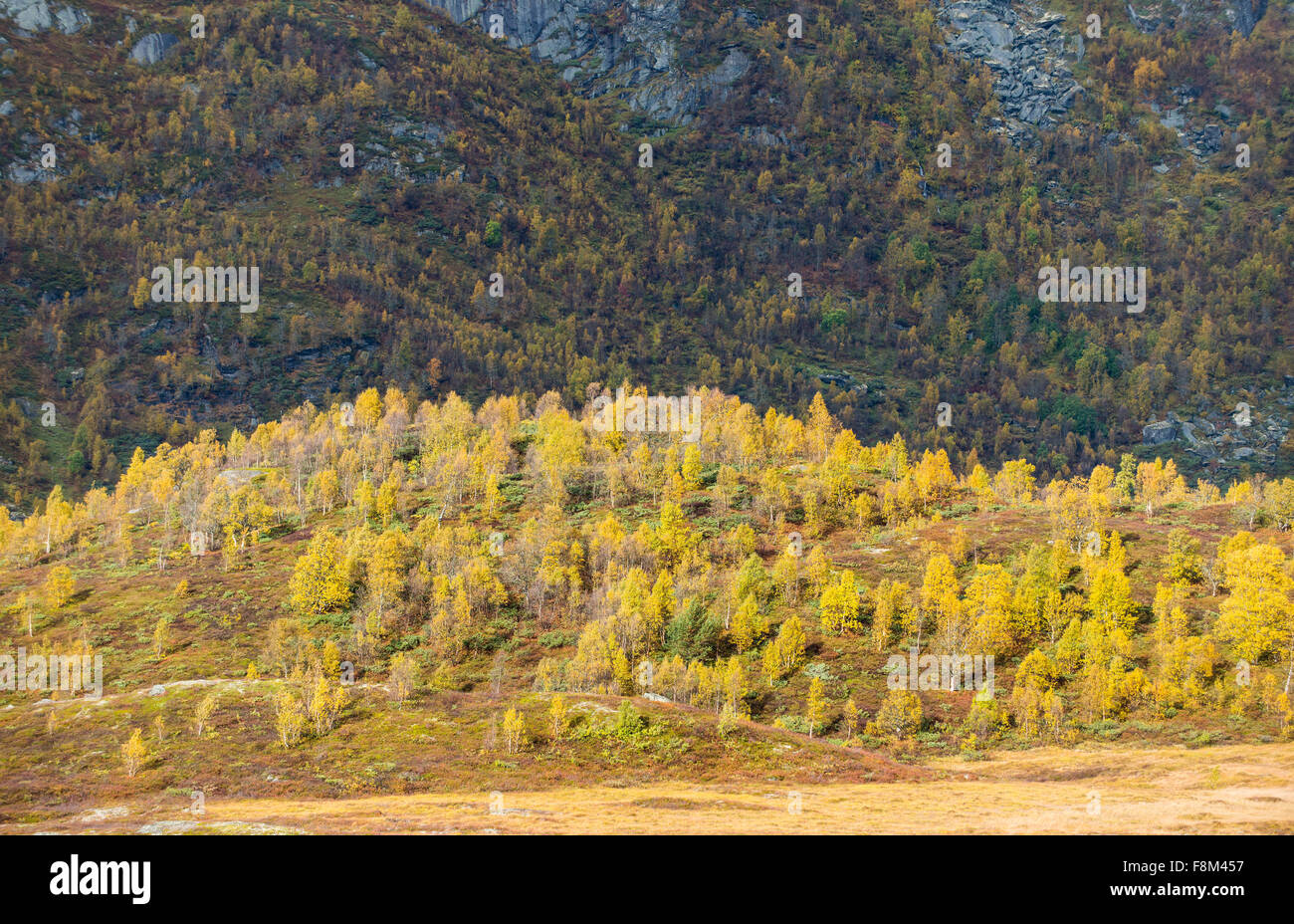 Fall colors in Norway Stock Photo - Alamy