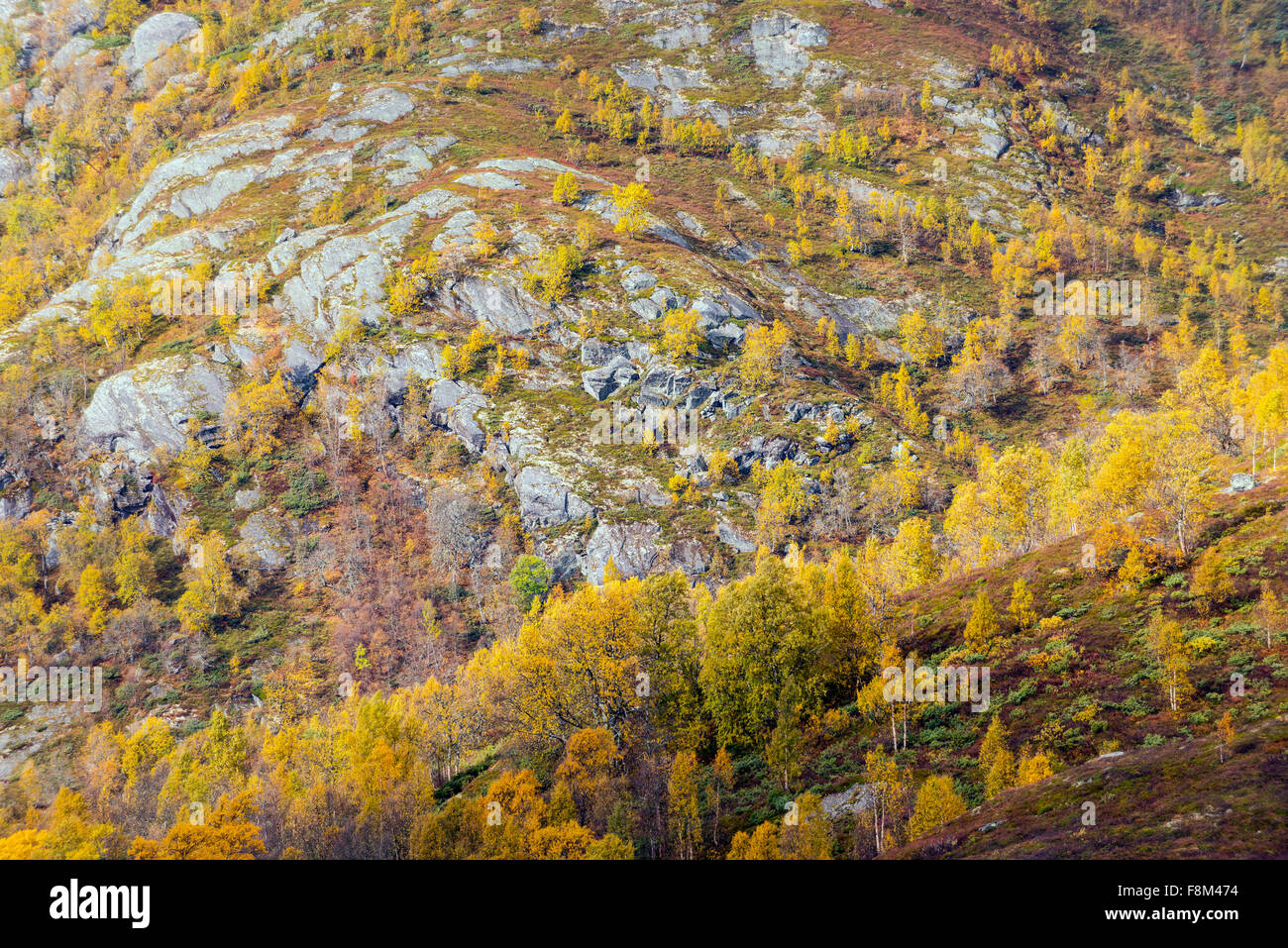 Fall colors in Norway Stock Photo - Alamy