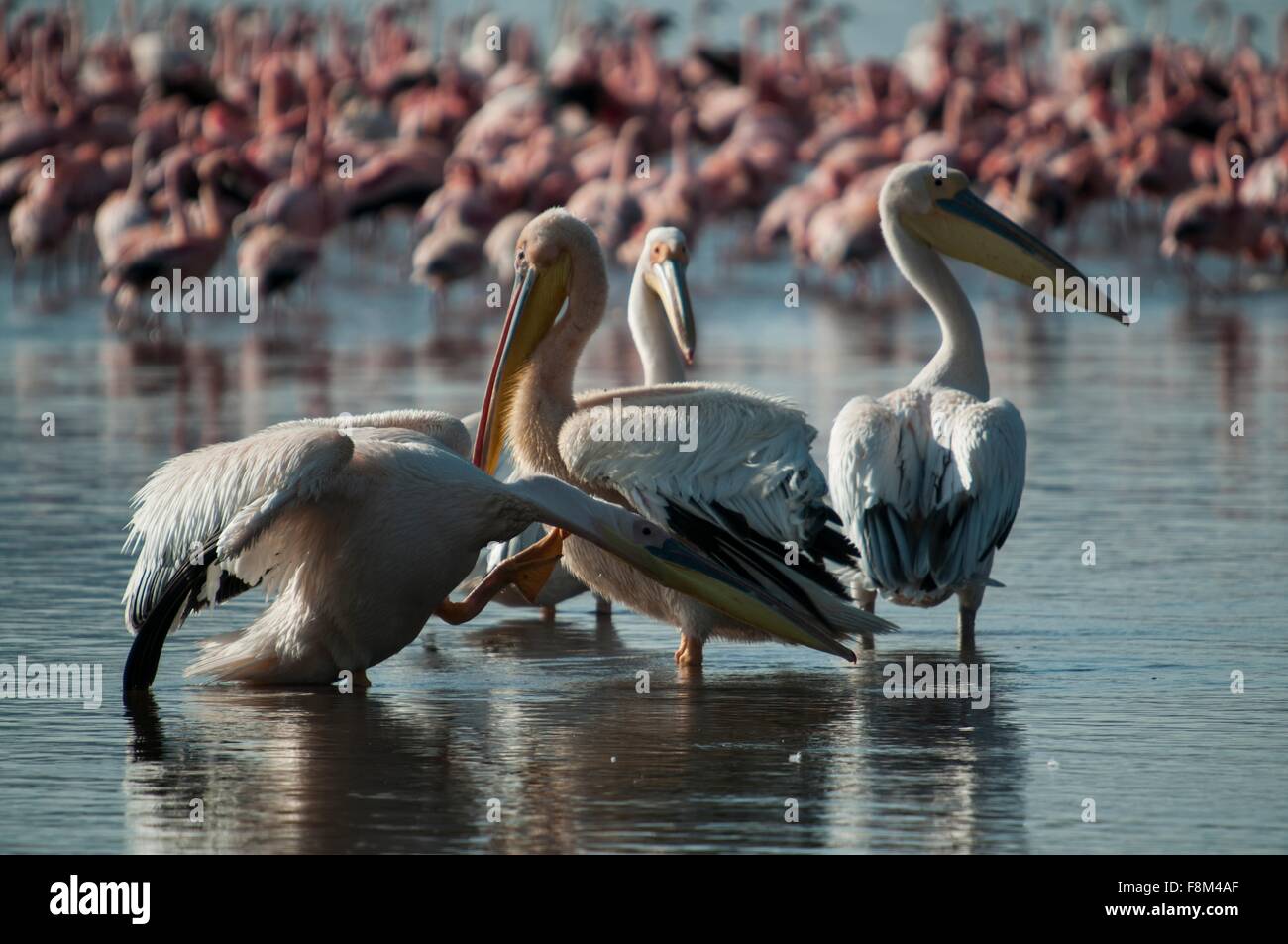 Pelicans and flamingos in shallows of Lake Nakuru, Kenya Stock Photo ...
