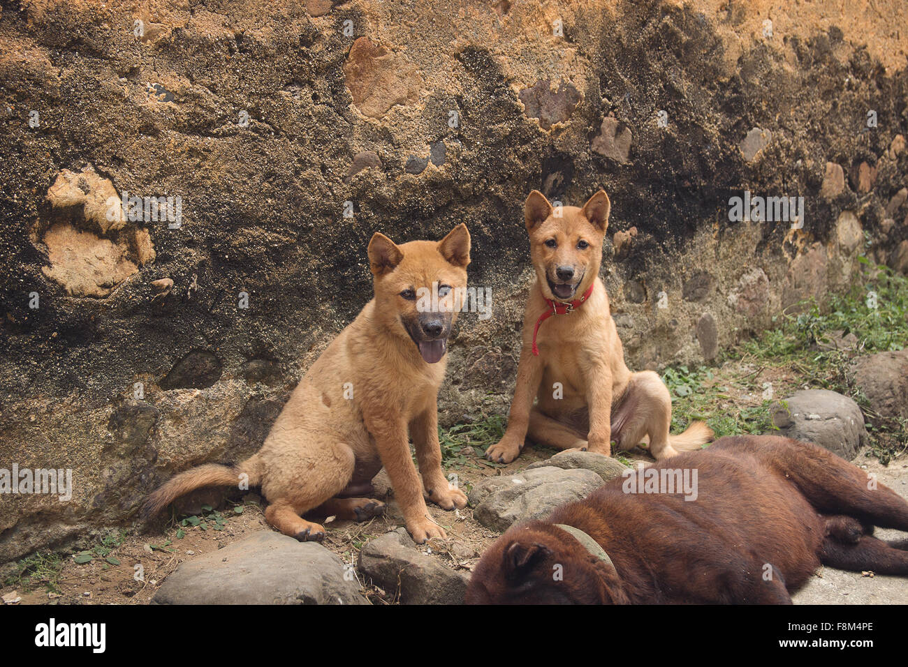 Dogs in country Stock Photo - Alamy
