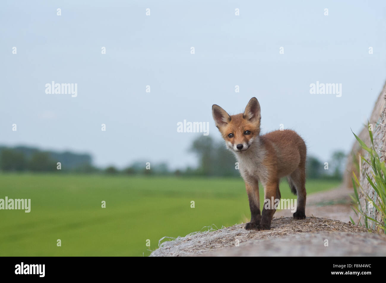 Young red fox Stock Photo - Alamy