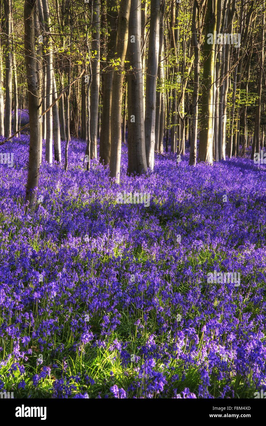Beautiful landscape of Spring bluebells in forest Stock Photo - Alamy