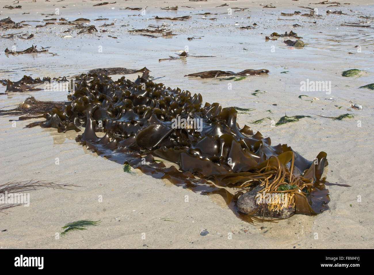 Sea belt, Sweet Wrack, Sugar Wrack, Sugar Tang, Kelp, Zuckertang ...