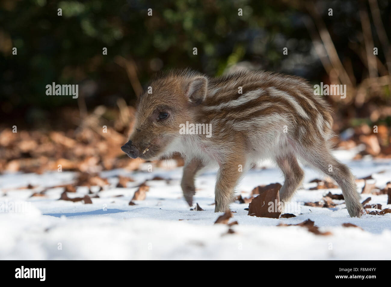Wild boar, pig, young boar, Wildschwein, Schwarzwild, Frischling ...