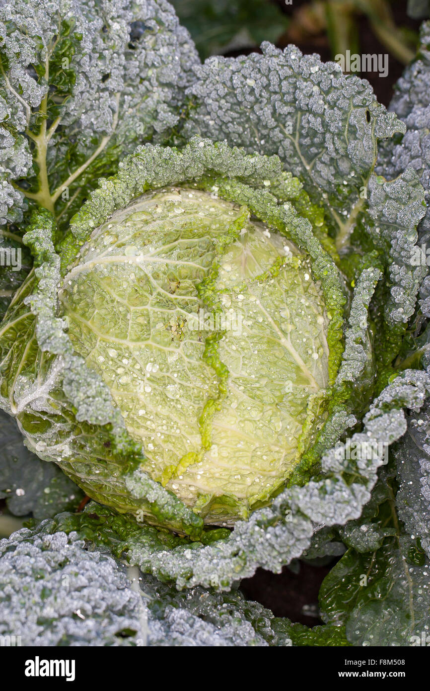 Savoy cabbage, Wirsing, Wirsingkohl, Wirsing-Kohl, Kopfkohl, Brassica ...