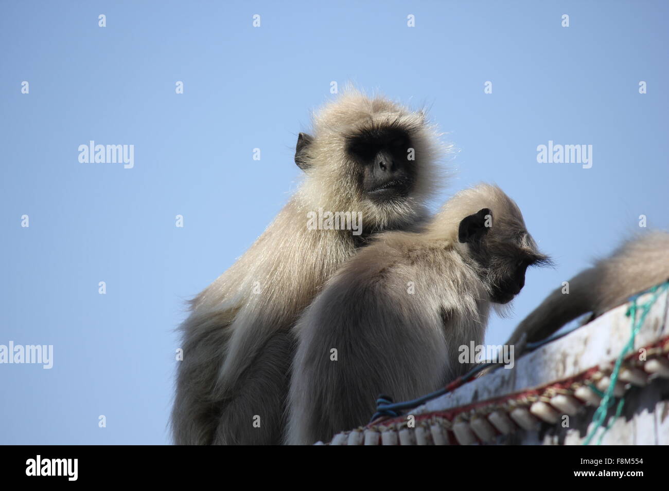 Monkeys roof india hi-res stock photography and images - Alamy