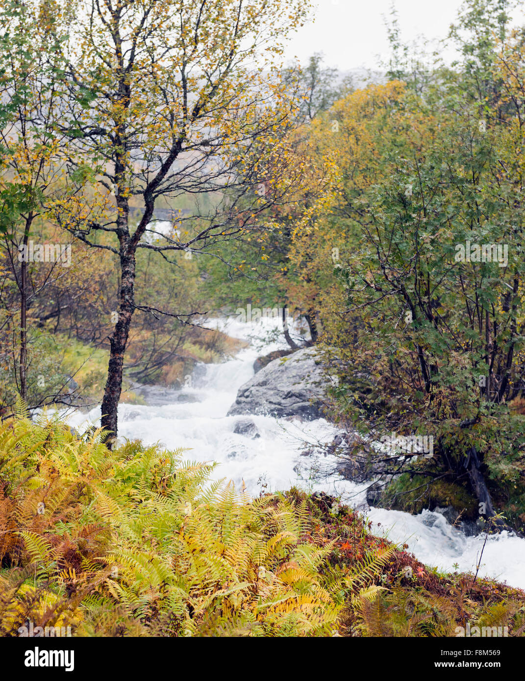 Fall colors in Norway Stock Photo - Alamy