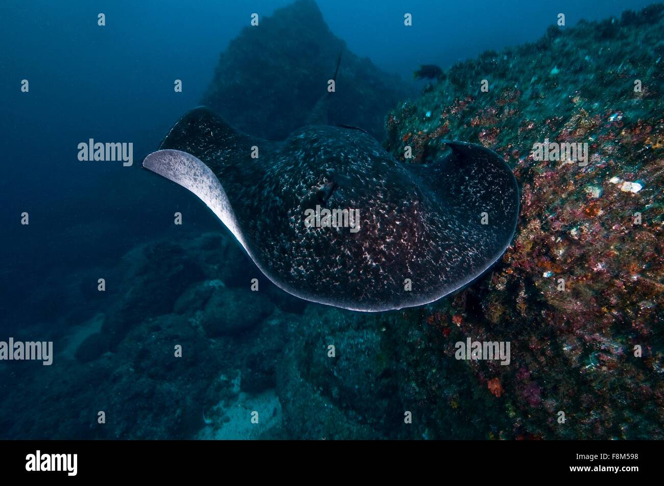 Common Marbled Ray gliding over seabed, Cocos Island, Costa Rica Stock ...