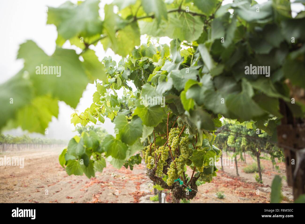 Bunches of grapes on grapevine in vineyard, Sebastapol, California, USA ...